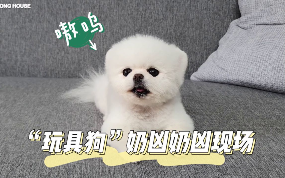 "玩具狗"奶凶奶凶现场!超Q版小动物闹脾气~