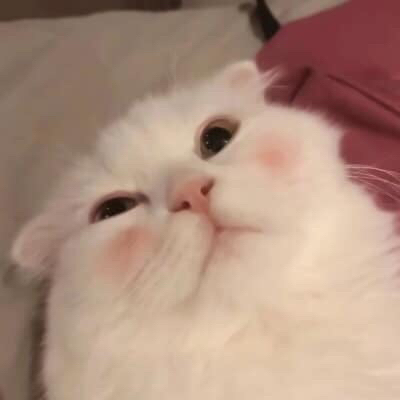 俺是一只pig 