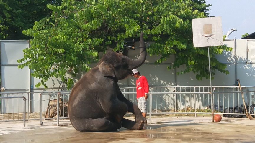 桂林某景区所谓的“大象表演”,后面几秒真叫人心疼,请善待动物