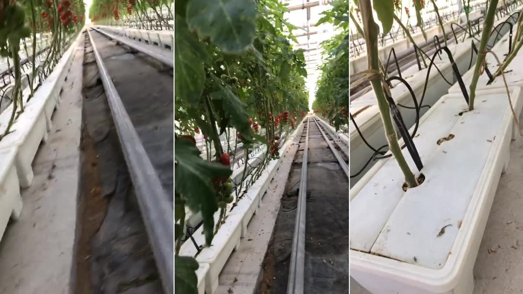 无土栽培的番茄!看视频学无土栽培