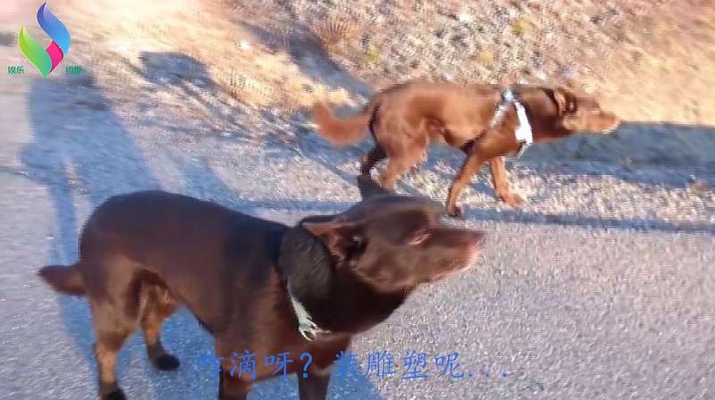 搞笑视频:狗狗表演雕塑,大家都一动不动,认真起来比人类还逼真