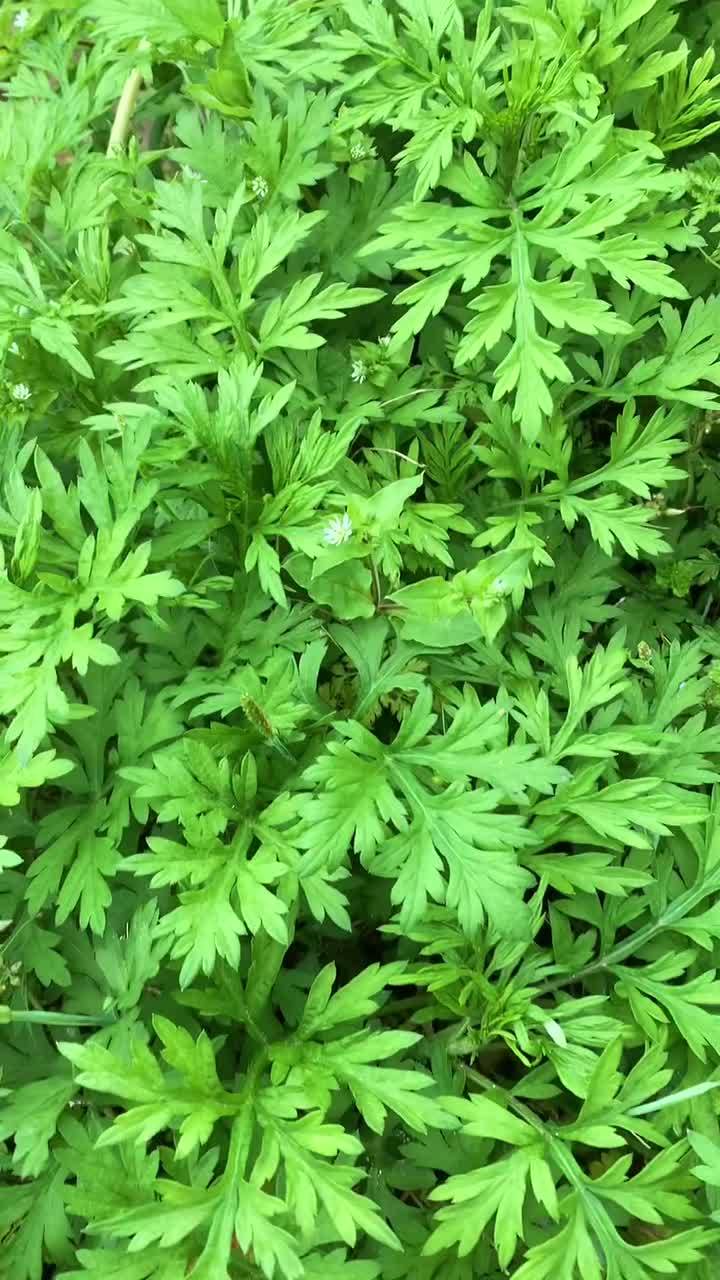 阳春三月万物复苏3月12日植树节农村日常生活记录