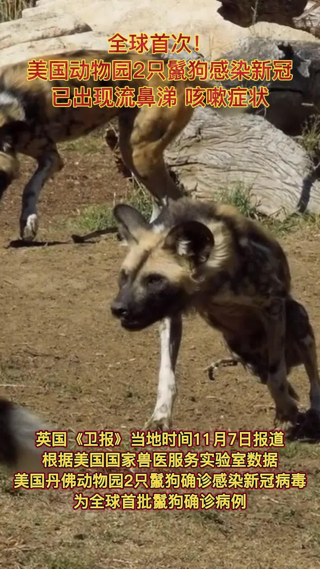 全球首次!美国动物园2只鬣狗感染新冠 已出现流鼻涕咳嗽等症状