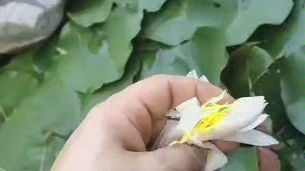 李大伟-腊手萃华