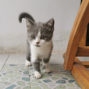 蔡老师的化学课堂 