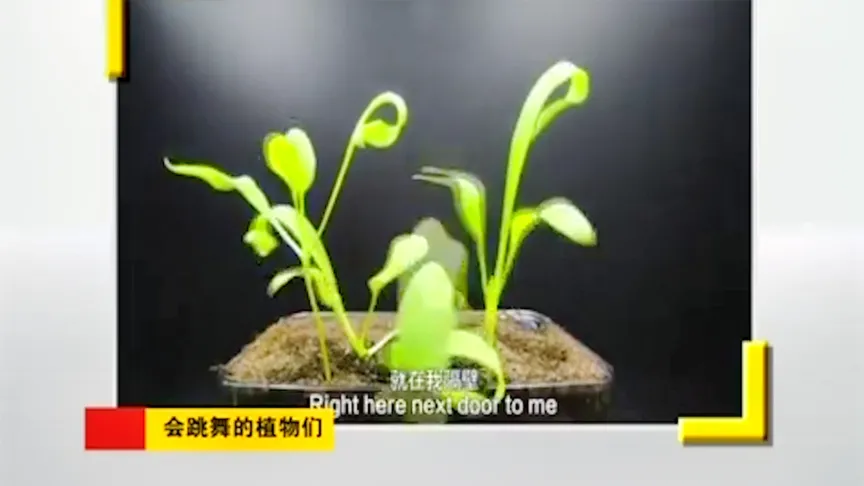 有趣!延时短片记录植物生长过程,像极了跳舞的精灵,可爱又治愈