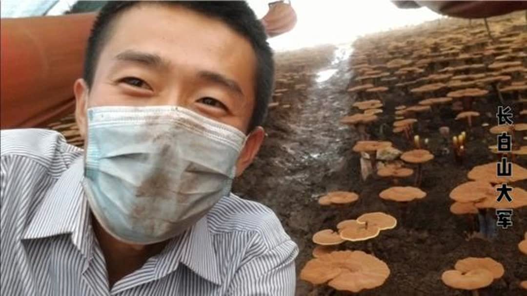 长白山大军:什么是灵芝孢子粉?是灵芝打成的粉吗?
