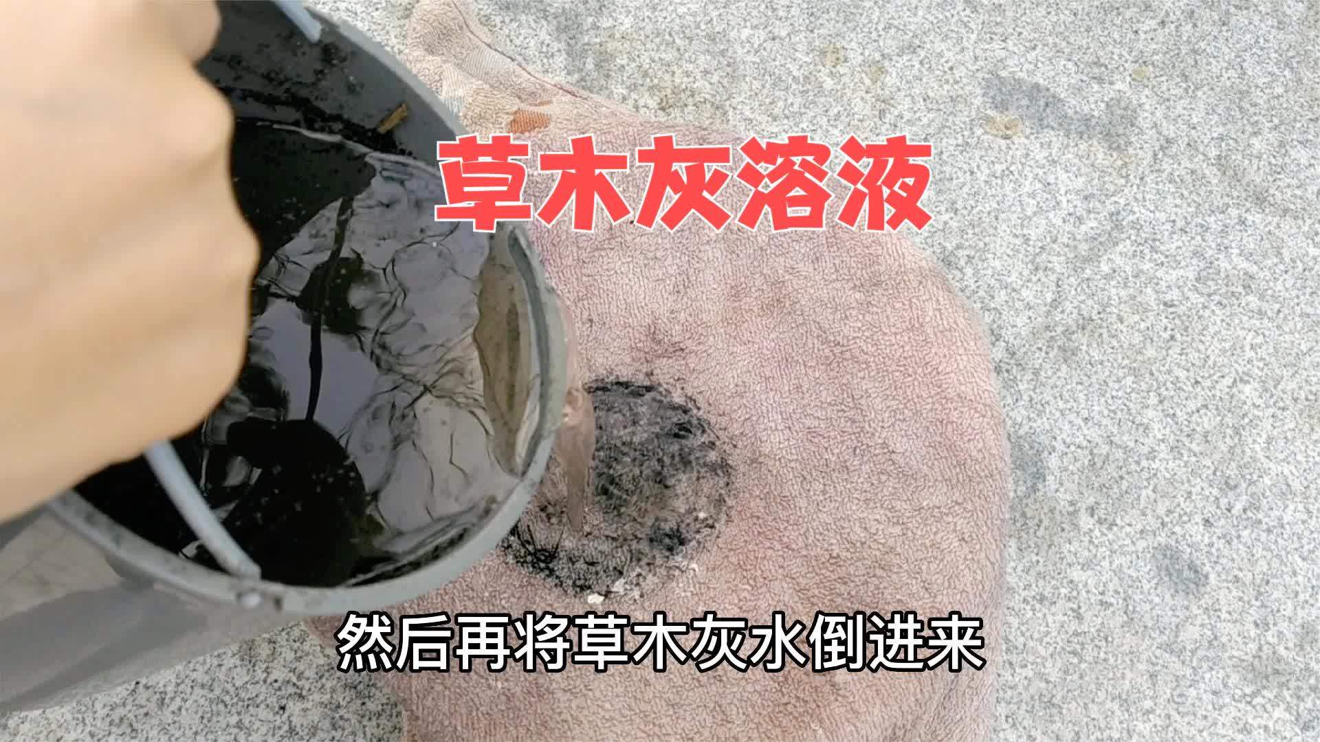 简单制作草木灰溶液,经常用此水喷一喷增肥又杀菌,很好的叶面肥