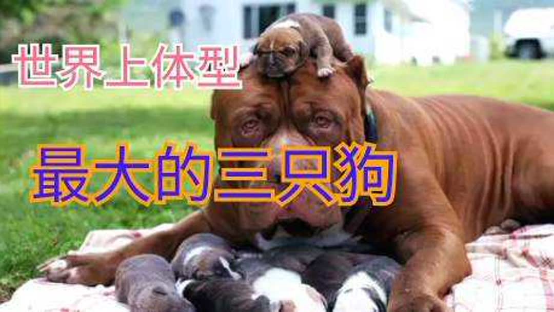 你知道世界上体型最大的三只狗叫什么吗?1分钟带你了解详情!
