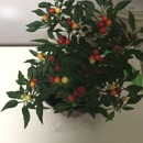 玲玲_qquvdo1 