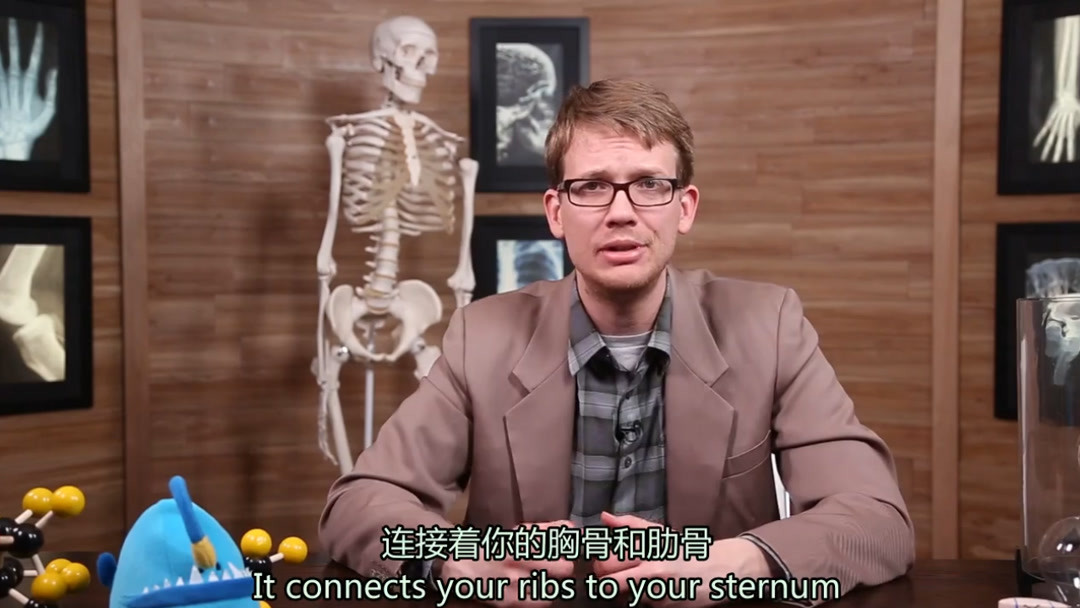 【10分钟速成课:解剖与生理】第5期: 结缔组织类型
