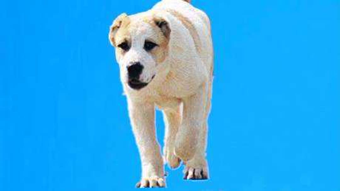 世界十大猛犬排行榜第六名--中亚牧羊犬
