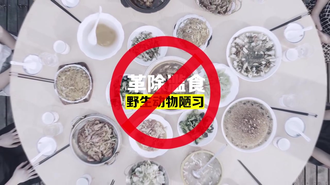 新疆野生动物保护公益宣传片