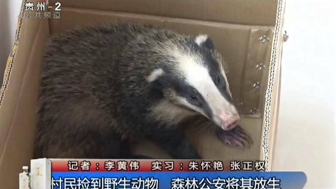 村民捡到野生动物森林公安将其放生