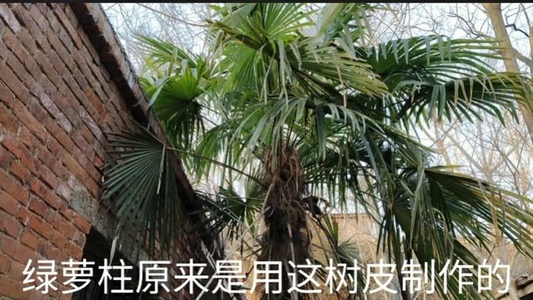 河南小伙在小院,意外发现了一颗棕树,想不到树皮还有这么多用处