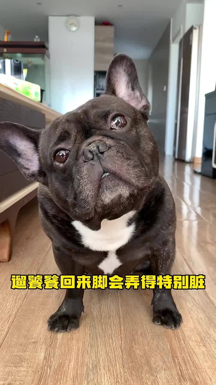 一次防脏绑带做的小鞋临时使用很方便萌宠好物宠物用品推荐