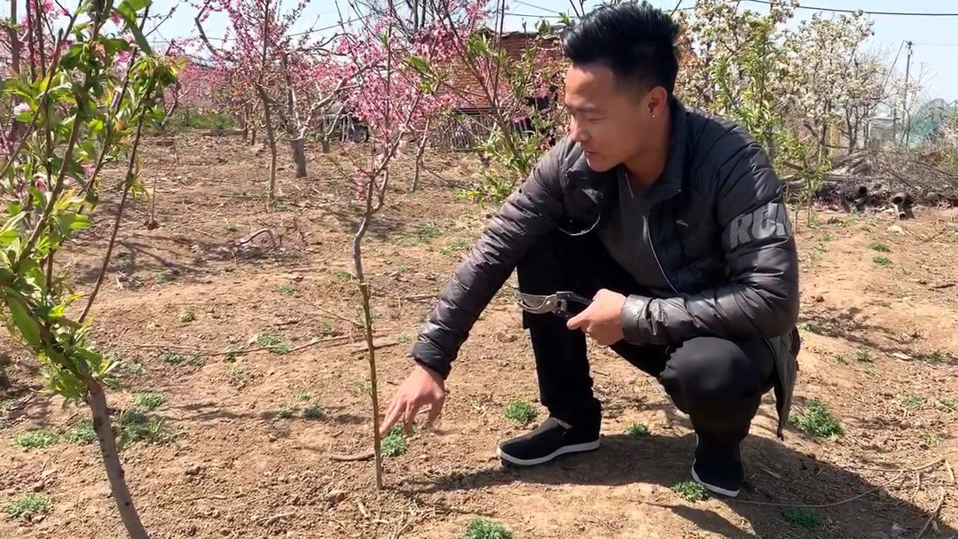 新定植的桃树苗 如果“迟迟不发芽”我们该如何补救?