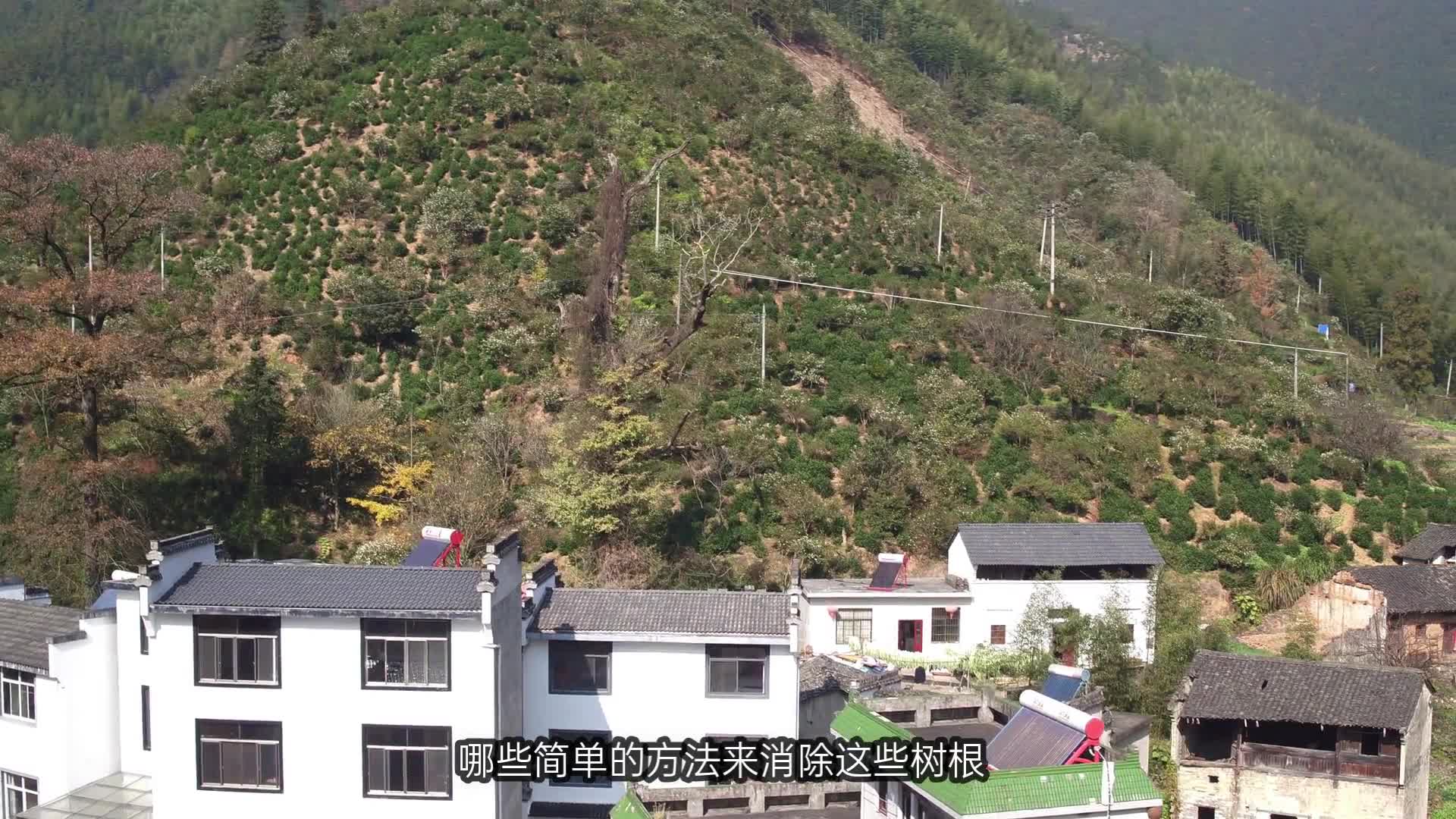 灭大树最有效的办法，建房整地很高效，记住3个办法，亲测有效