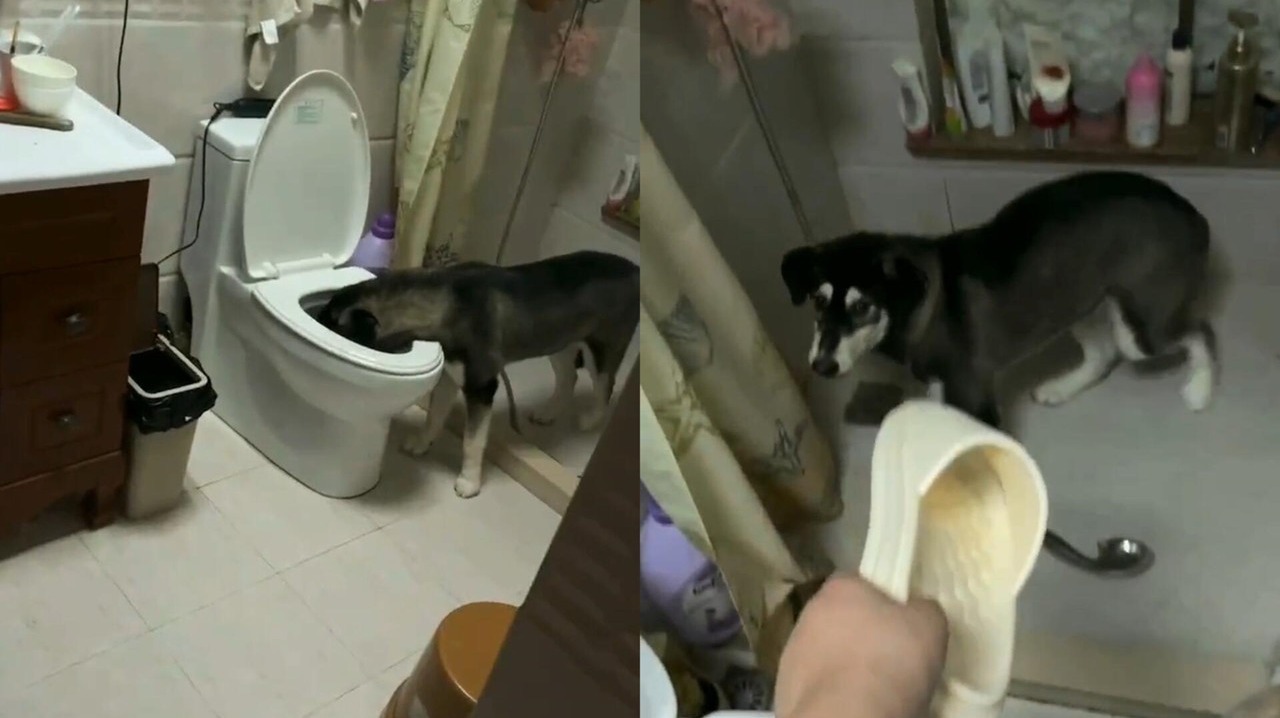 狗狗在卫生间偷喝马桶水,主人推开门一看瞬间暴怒,随后一幕亮了