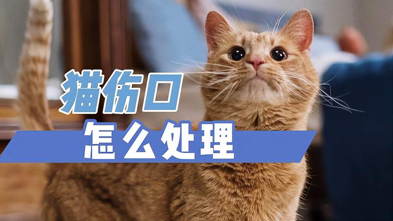 猫咪伤口怎么处理