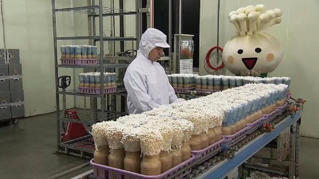 金针菇是这样种植的,原来不是地里长出来的,网友:长知识了