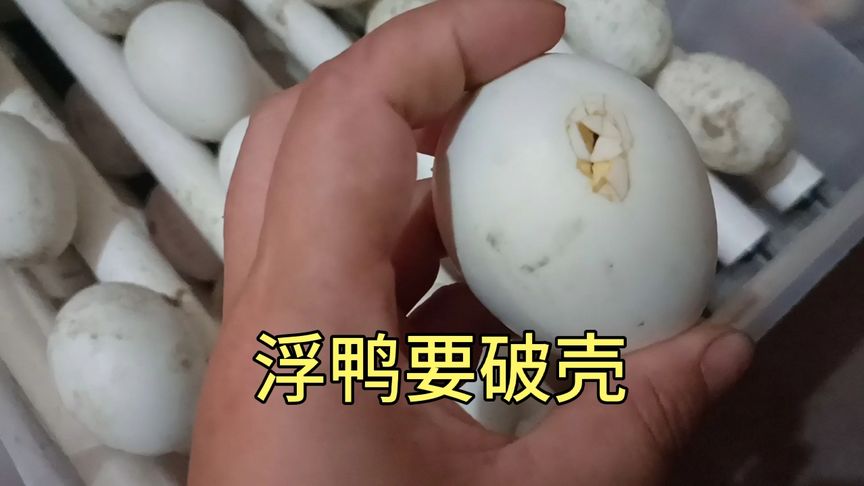 差不多33天了,浮鸭应该快出来了,已经破壳了好几个!