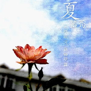 0晓风梧桐0 