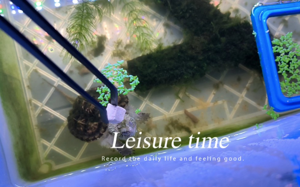 【双排管】最新视频来袭,快来看看吧!