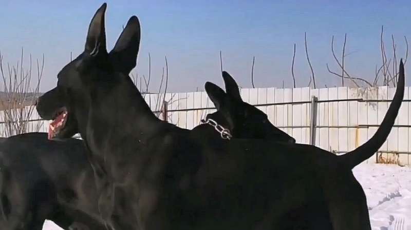国产墨界黑狼犬,高高在上,威震十方