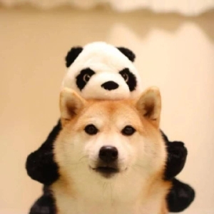 别想了你没有密码 