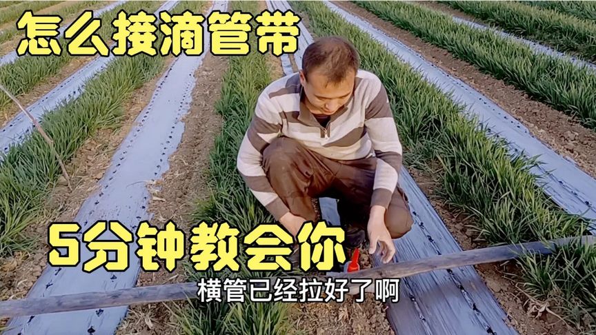 辣椒直播后,滴管带怎么接?农村小伙5分钟教会你
