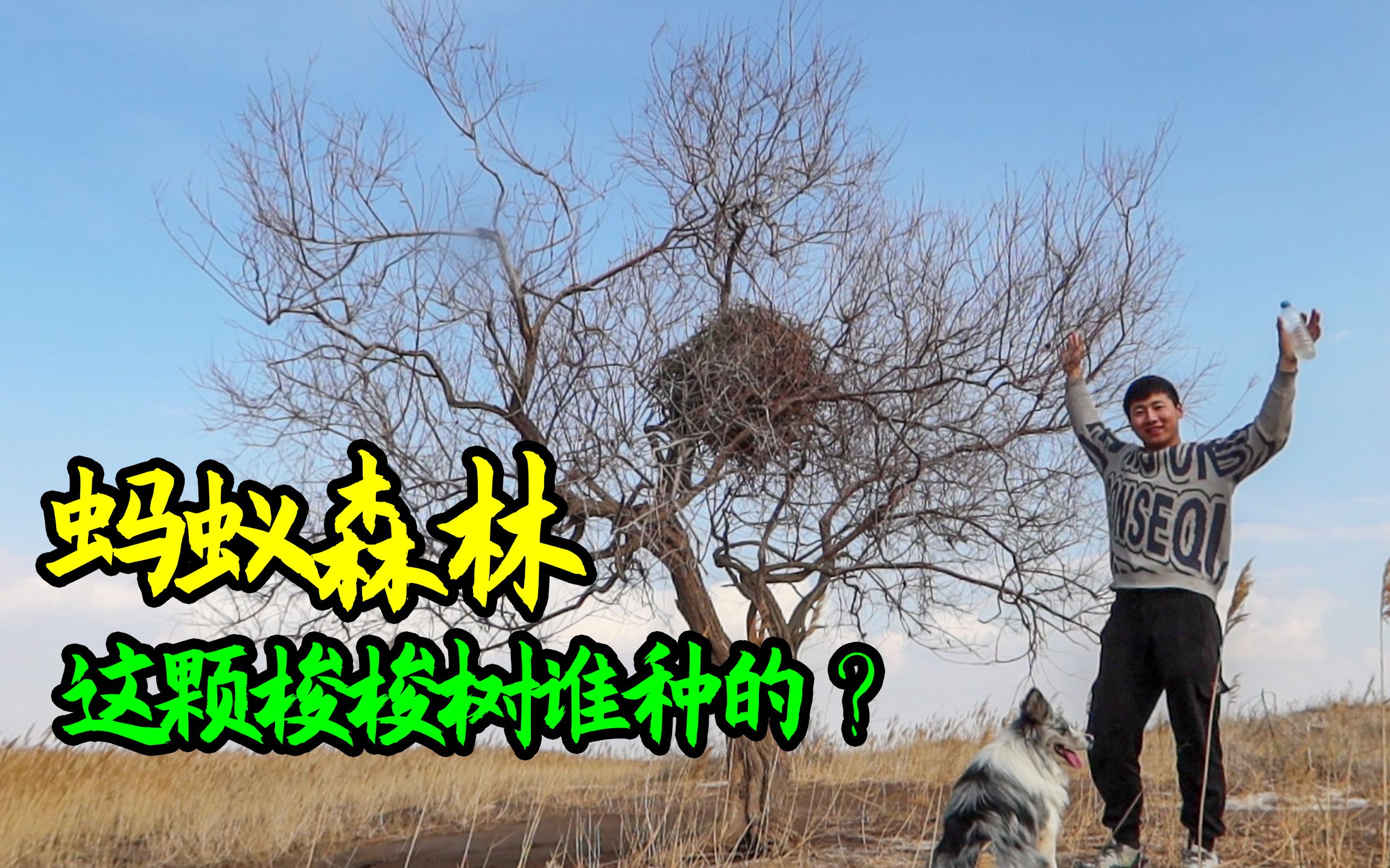 蚂蚁森林是忽悠人的吗?航拍556号梭梭树林,看是不是你想象那样