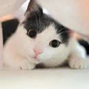 早上的树叶比晚上的树叶美 