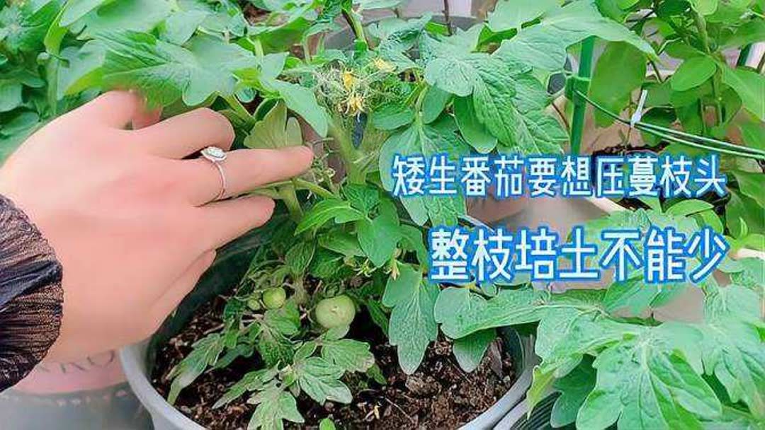 楼顶种菜.矮生番茄长得又大有多也是需要整枝管理和培土的.