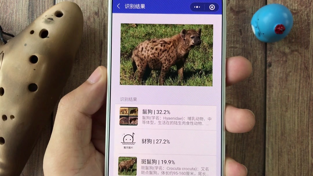 打开这个功能,微信拍一下就能识别出什么动物,操作很简单很好玩