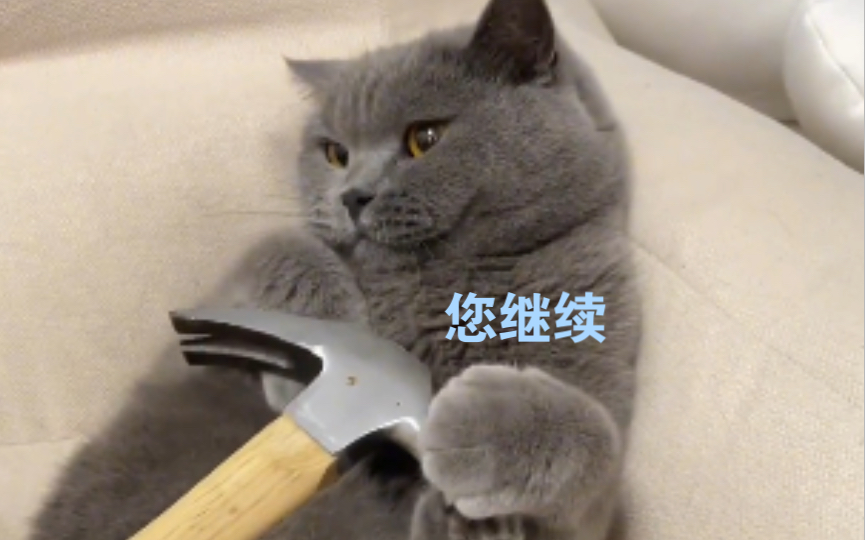 在网上看到这几个猫咪信任度测试。