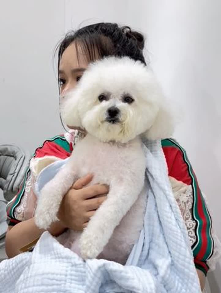 虽然小小的一只,却有一种让人不想离开她的魔力#比熊 #萌宠出道计划 ...