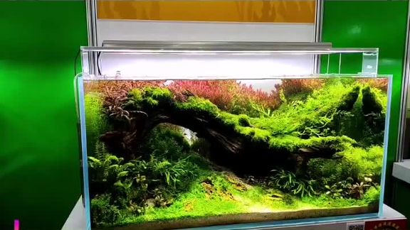 如果你喜欢水草造景,给我点个赞吧。#水族 #鱼缸 #室内设计 #玻璃缸...