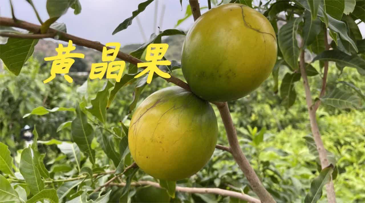 老林带大家看看种植18个月的黄晶果,整棵树挂满了果一串串的