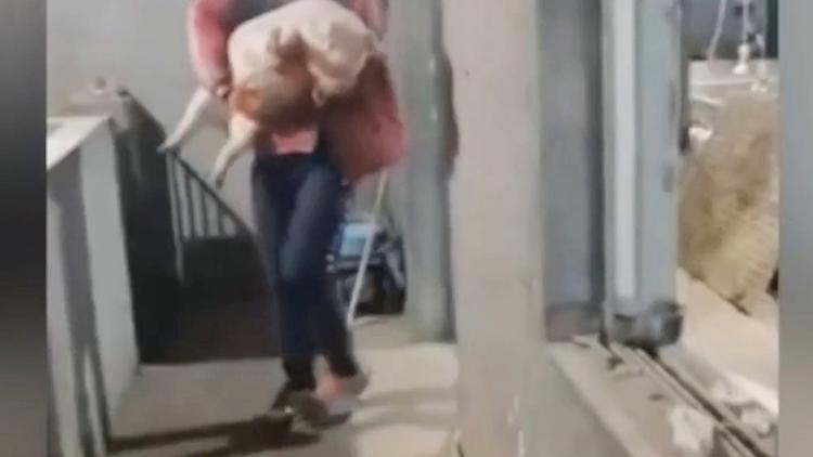 辽宁一大三学生寒假回家养猪:学的人力资源管理,回家变劳动力!