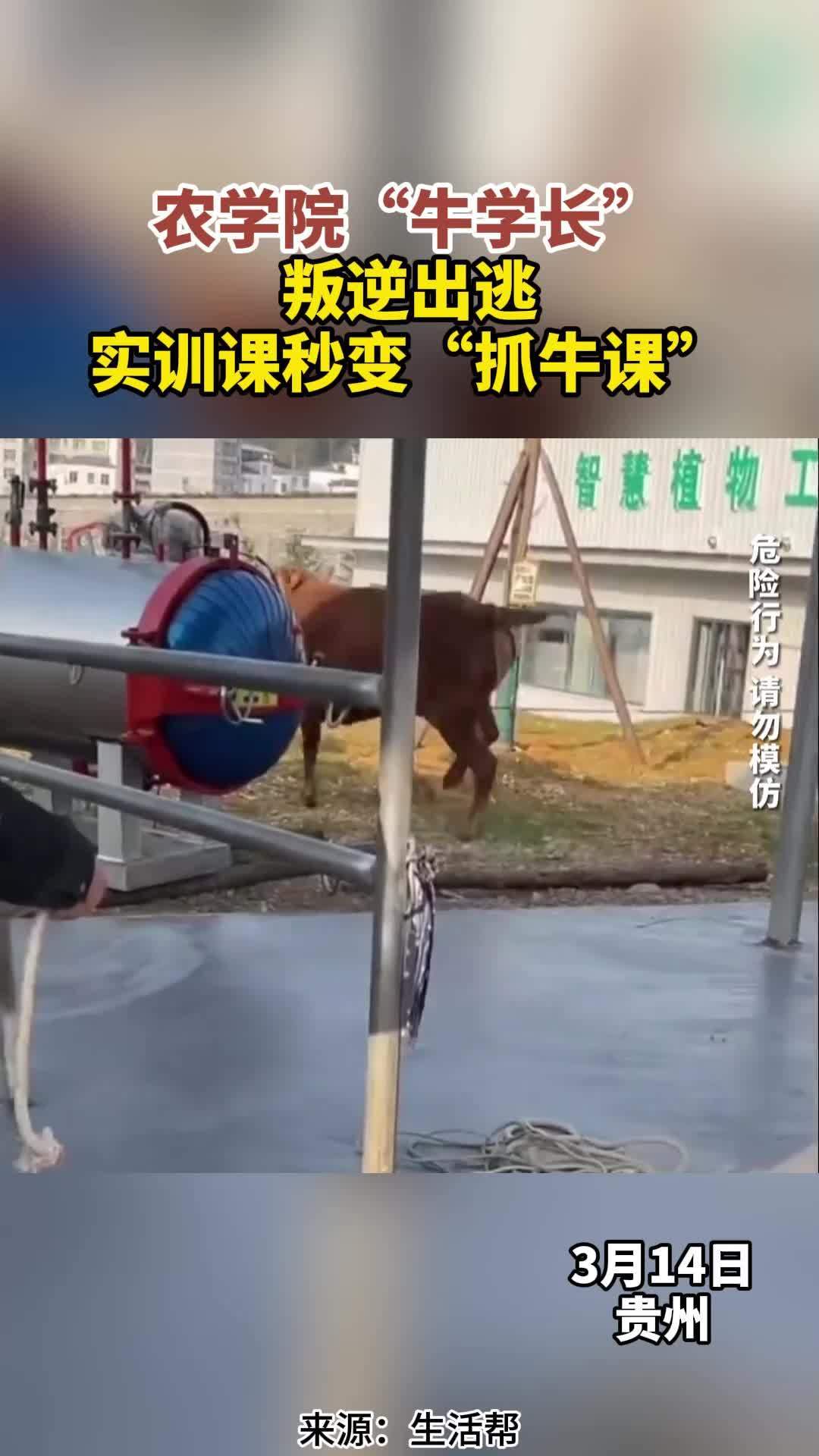 农学院"牛学长",叛逆出逃,实训课秒变"抓牛课"