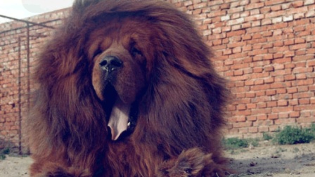 藏獒大战比特犬, 实力差距太悬殊, 一招秒杀