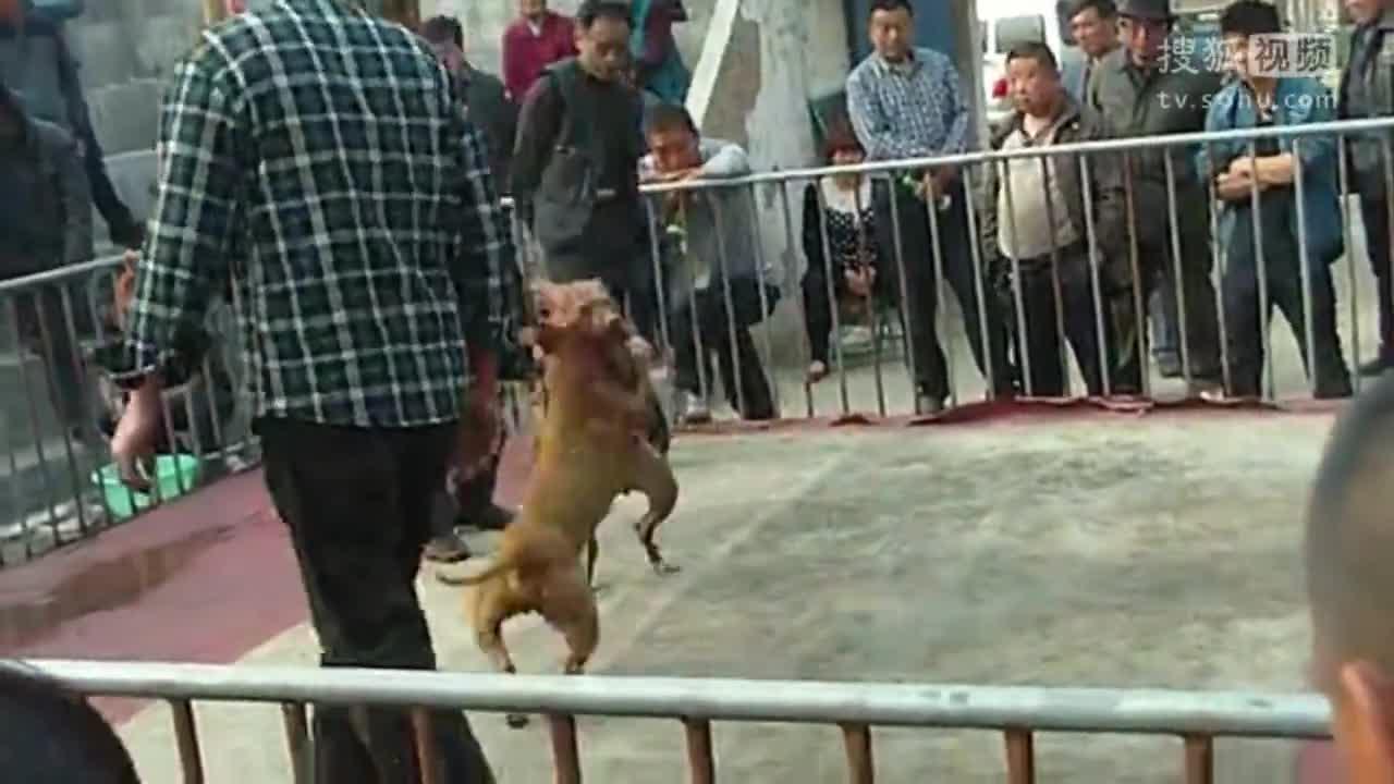 黄山比特犬卖多少钱一只,比特犬幼犬哪里有卖的 黄山最新资讯!