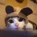 天乐小妮 