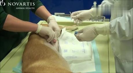 公犬安置导尿管