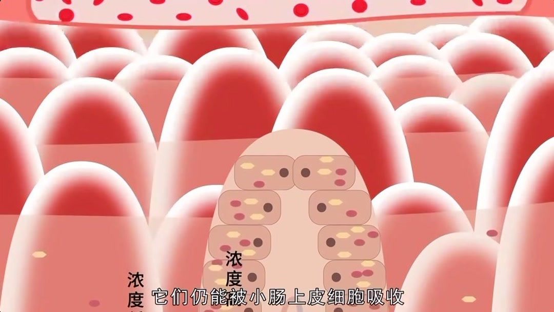 【生物大师 高中】主动运输和胞吞胞吐——千与千寻