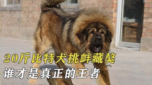 20斤比特犬挑衅藏獒,结局惨不忍睹,谁才是真实的王者