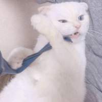 梅欢的猫 