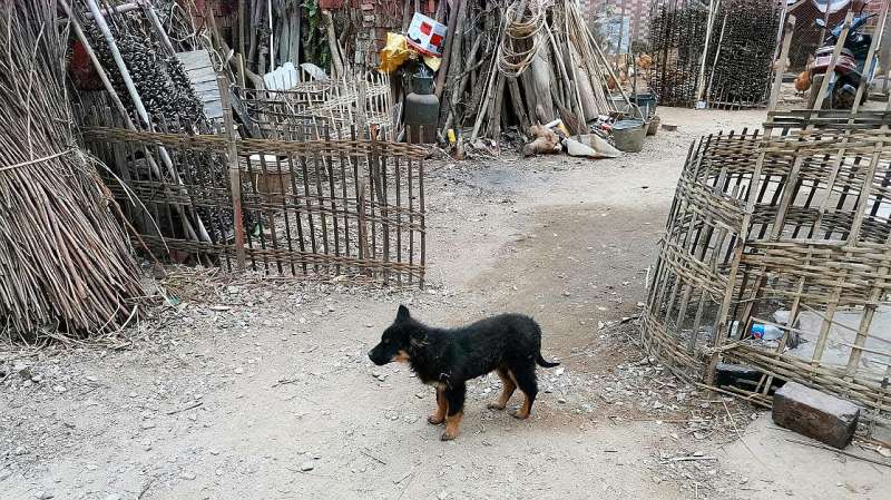 上次带回那条中毒的小狗,已经救活了,让大家担心了