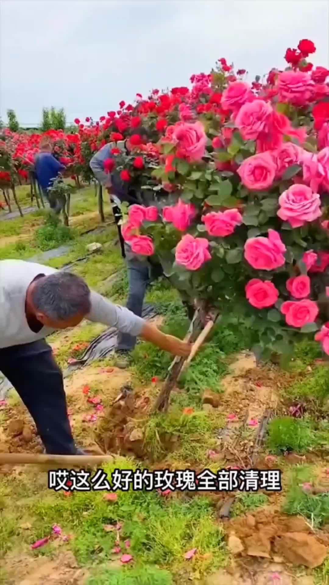 这个玫瑰花好种,生长快,短时间就会开花,花开四季,年年开花,方便简单...